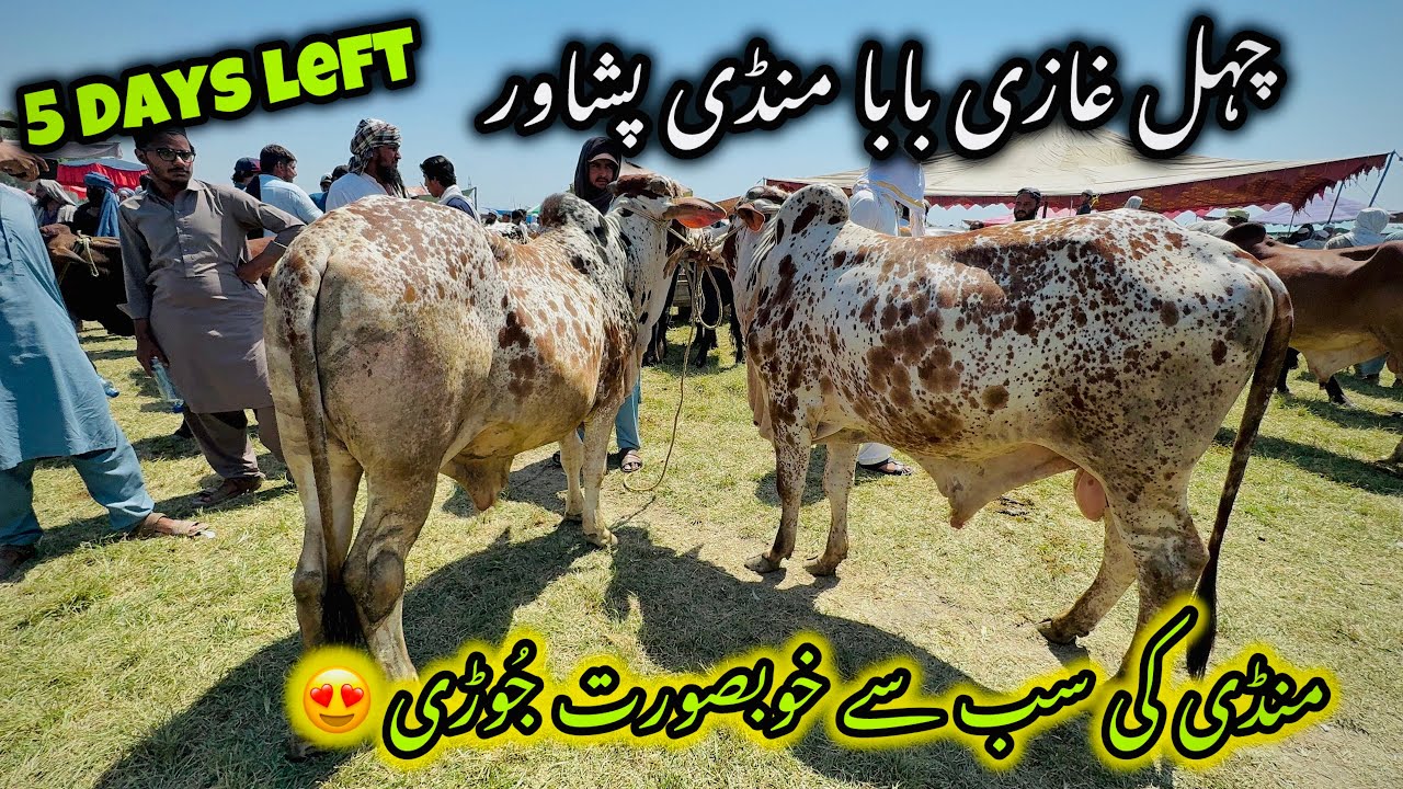 Chehal ghazi Maweshi Mandi Peshawar new updates 11/06/2024 | Cheapest ...
