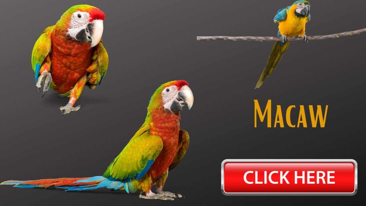 Animal Sounds - Macaw - YouTube