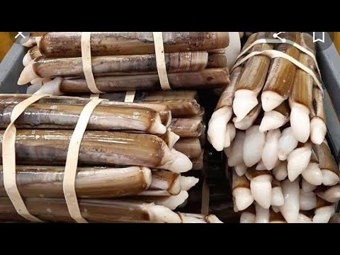 HOW TO COOK STEAM RAZOR CLAMS - YouTube