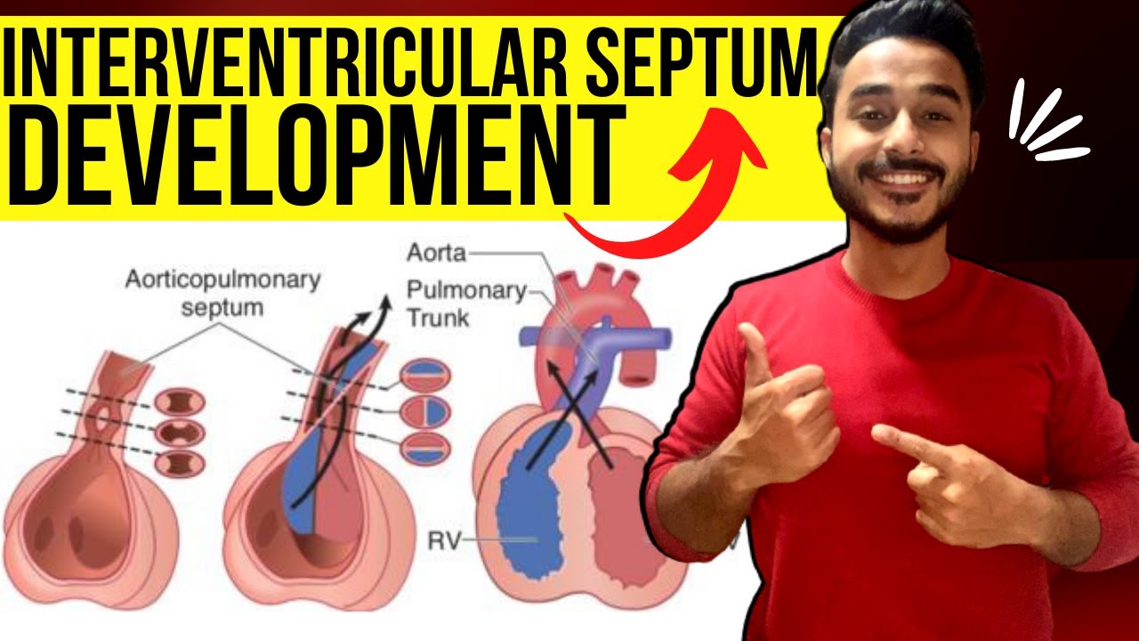 interventricular septum development embryology | development of heart ...