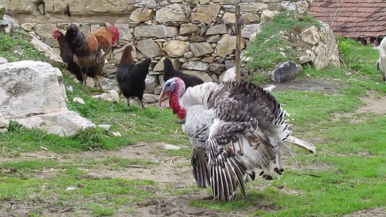 Tavuk Ve Hindi K y De Hayat YouTube tavuk-ve-hindi-k-y-de-hayat-youtube
