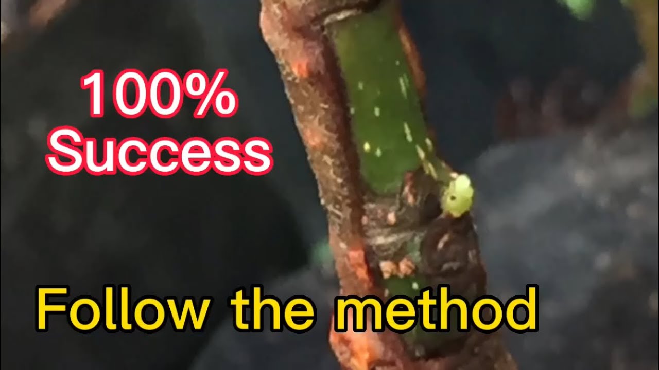 How to do Jackfruit budding Grafting @VinganaVivasayi - YouTube