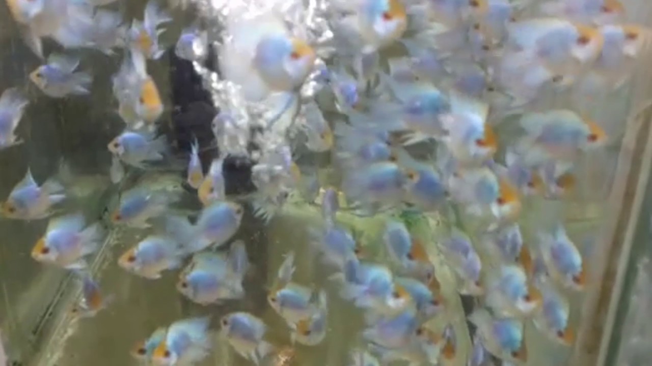 Electric Blue Bubble Rams at Wattley Discus - YouTube