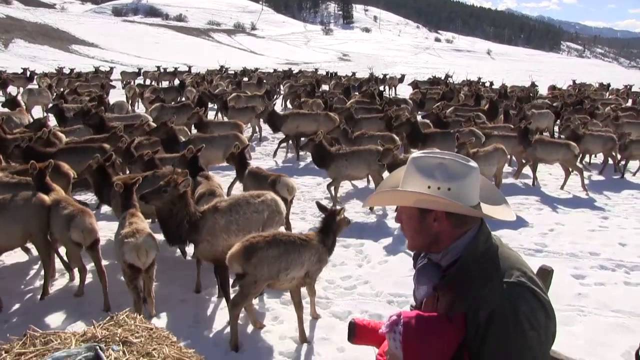 The Truth About the Animal Science Major - YouTube