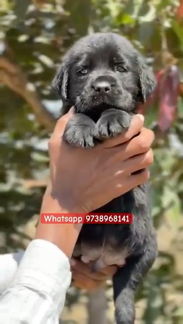 Beautiful cross breed puppies of CANE Corso x Golden retriever. Bred ...