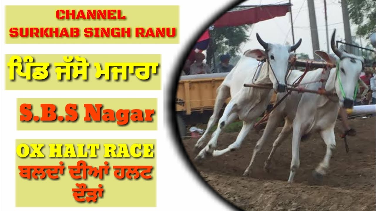OX HALT RACE. PIND JASSO MAZARA. S.B.S NAGAR. 27-JAN-2022 - YouTube