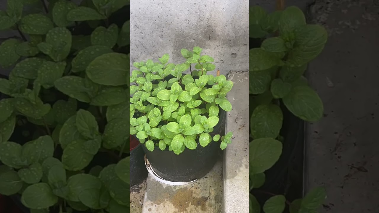 "Mint" - YouTube