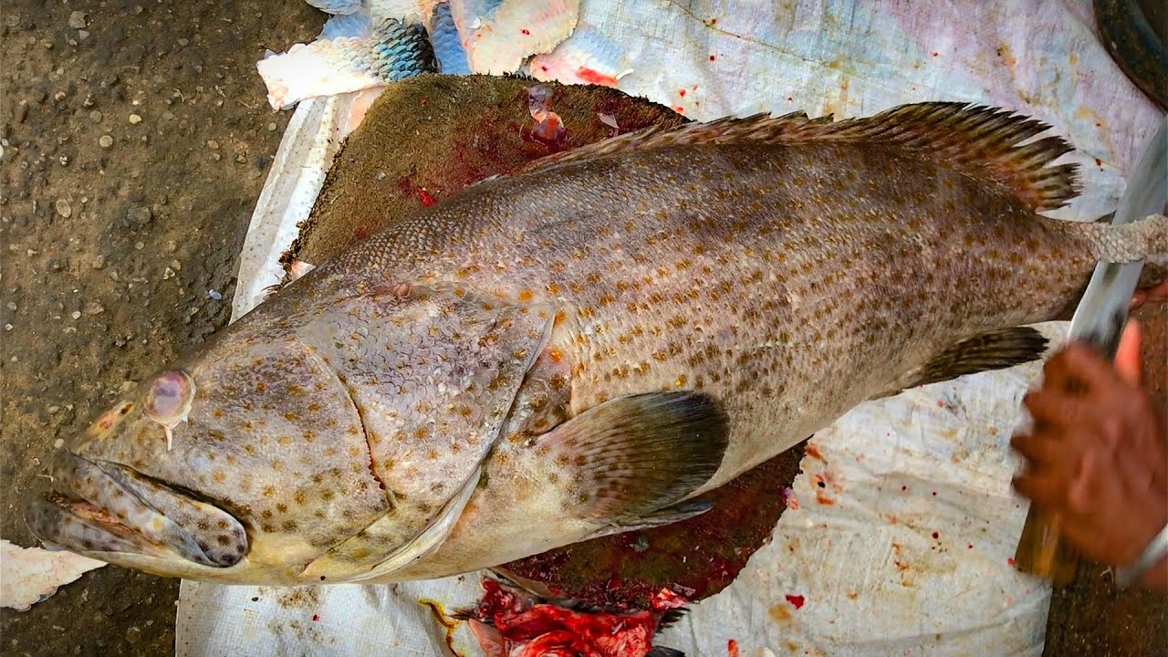Super Fast Big Hamour Fish Skinning And Chopping At Bangladesh Fish ...