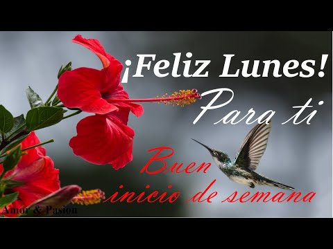 Feliz lunes y un buen inicio de semana, abrelo el video más lindo#9