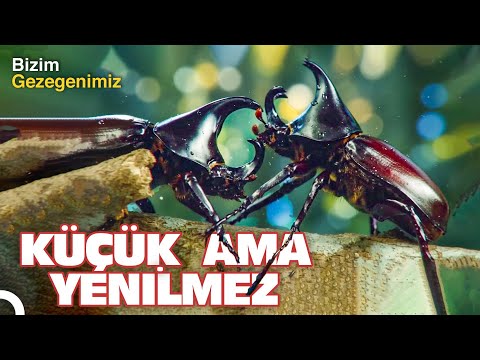 Doğadaki En Güçlü Canlılardan Biri: Gergedan Böceği! | Türkçe Dublaj Belgesel