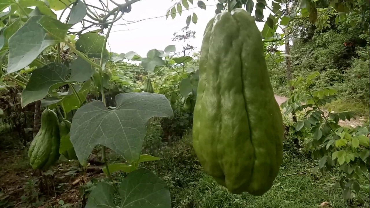 Chayote / Sayote /Mirliton Squash Farm - YouTube