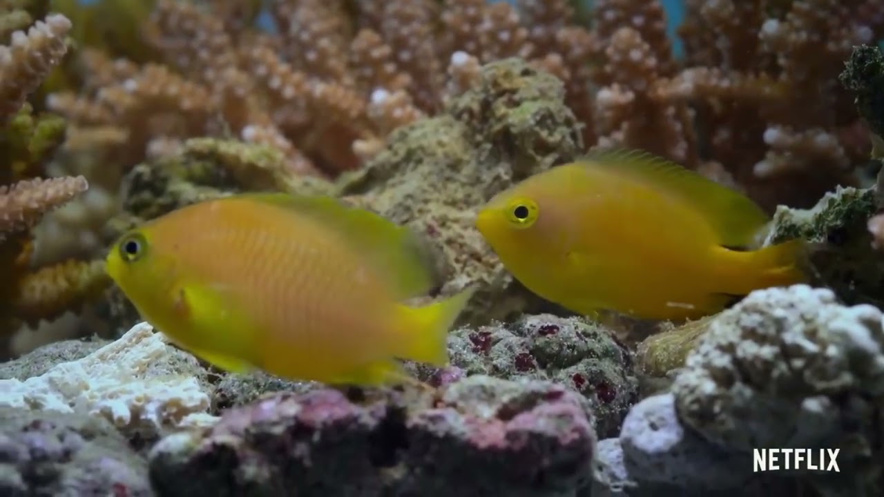 Ultraviolet Fish - YouTube