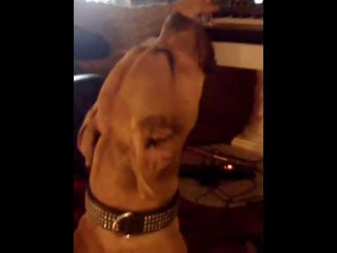 Diamond Zurna Selcuk Sahin Studio 2010