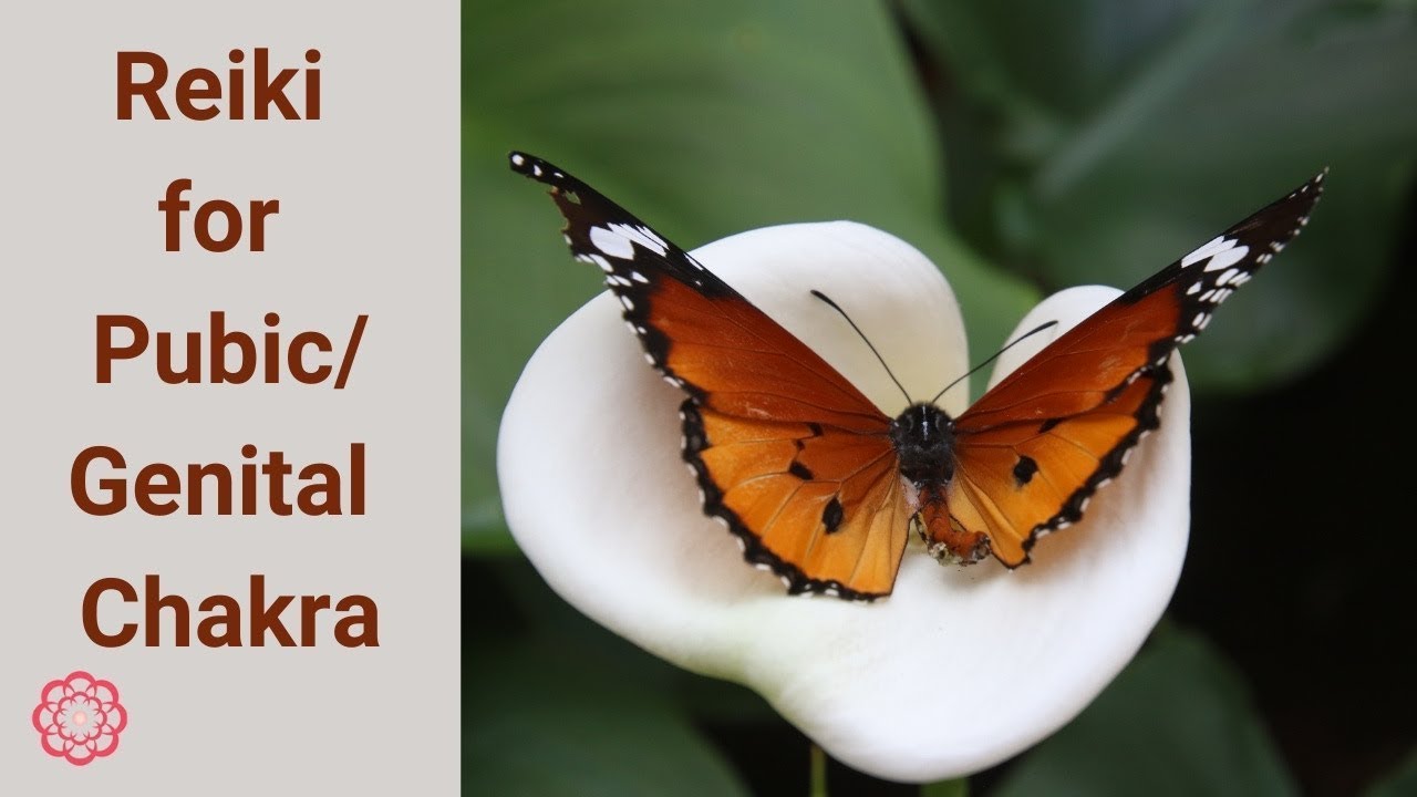 Reiki for the Pubic/Genital Chakra 💮 - YouTube