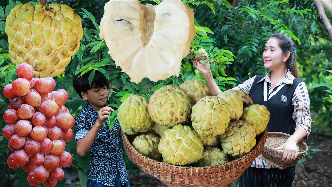Sop fruit in my homeland | Harvest sop and ripen for food | Fresh fruit ...