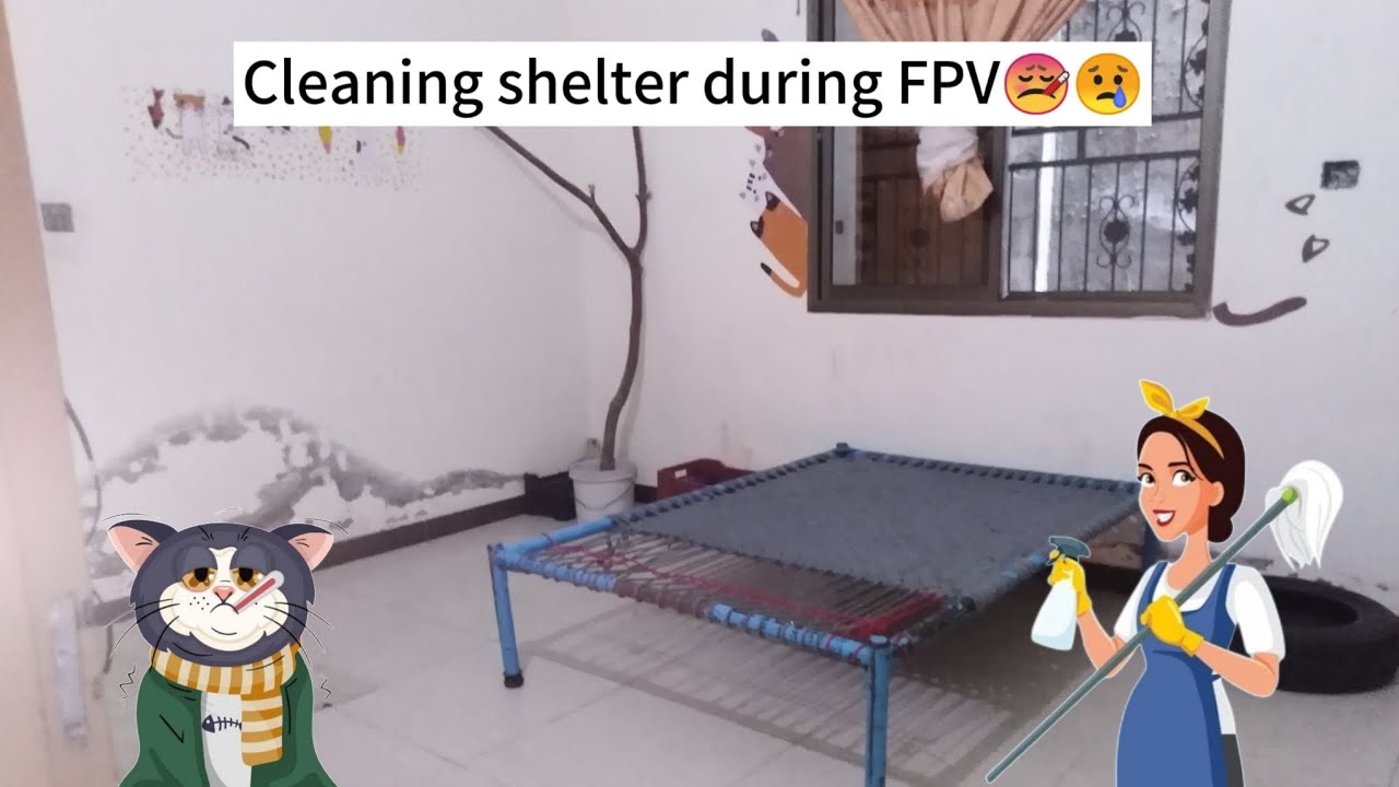 Cleaning shelter during FPV 🤒😢 || TTCF Animal Rescue and shelter ...