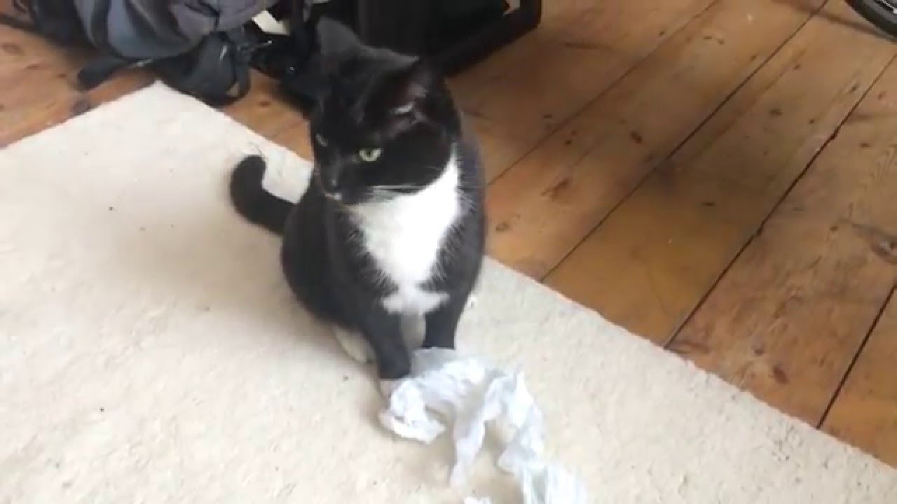 Cute cat (kitten) playing with paper and running around - YouTube