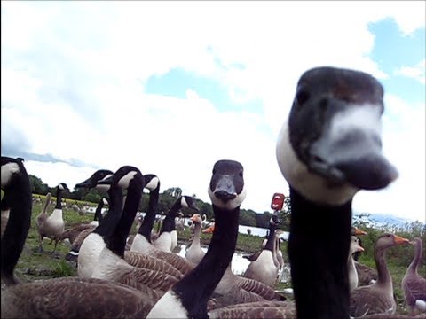 Goose attacks camera, steals bag, lots of honking! - YouTube