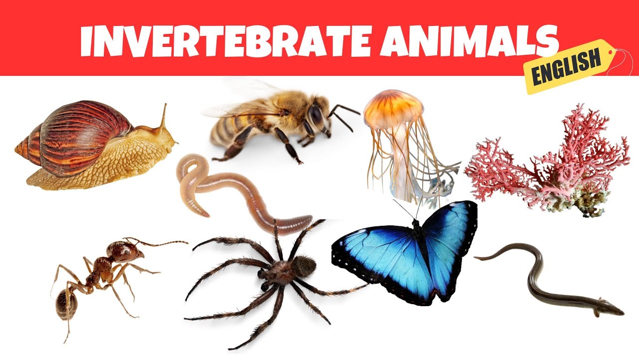 INVERTEBRATE ANIMALS WITH VIDEO - ENGLISH VIDEO - IN ENGLISH #animals # ...
