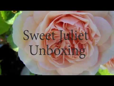 Unboxing Sweet Juliet David Austin - YouTube