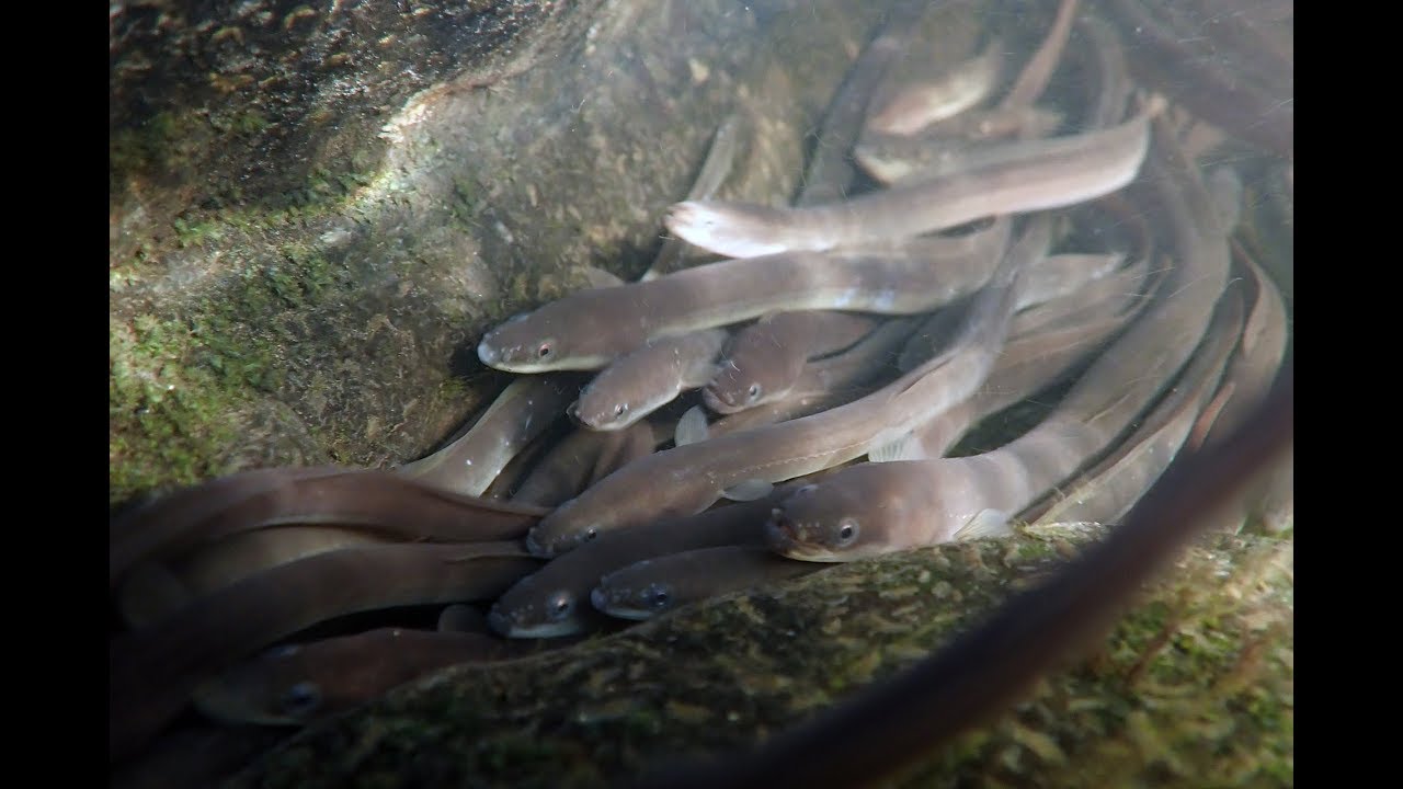 'Bootlace' eels running at Ennistymon Falls, June 2018 - YouTube