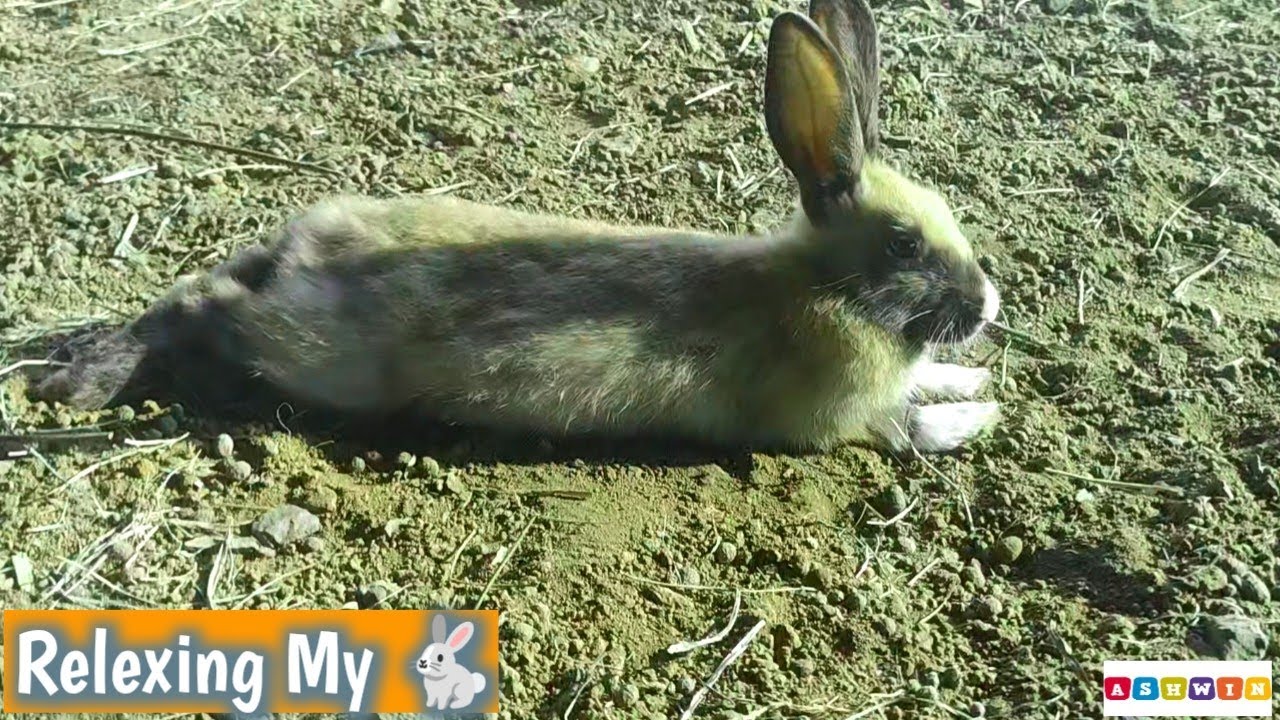 My Rabbit Lay Down All the Time Behaviour My Rabbit Is Unwell #rabbit ...