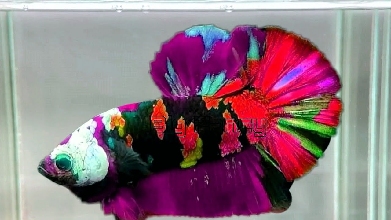293"Most Beautiful Betta Fish: Stunning Colors & Gorgeous Betta Fish ...