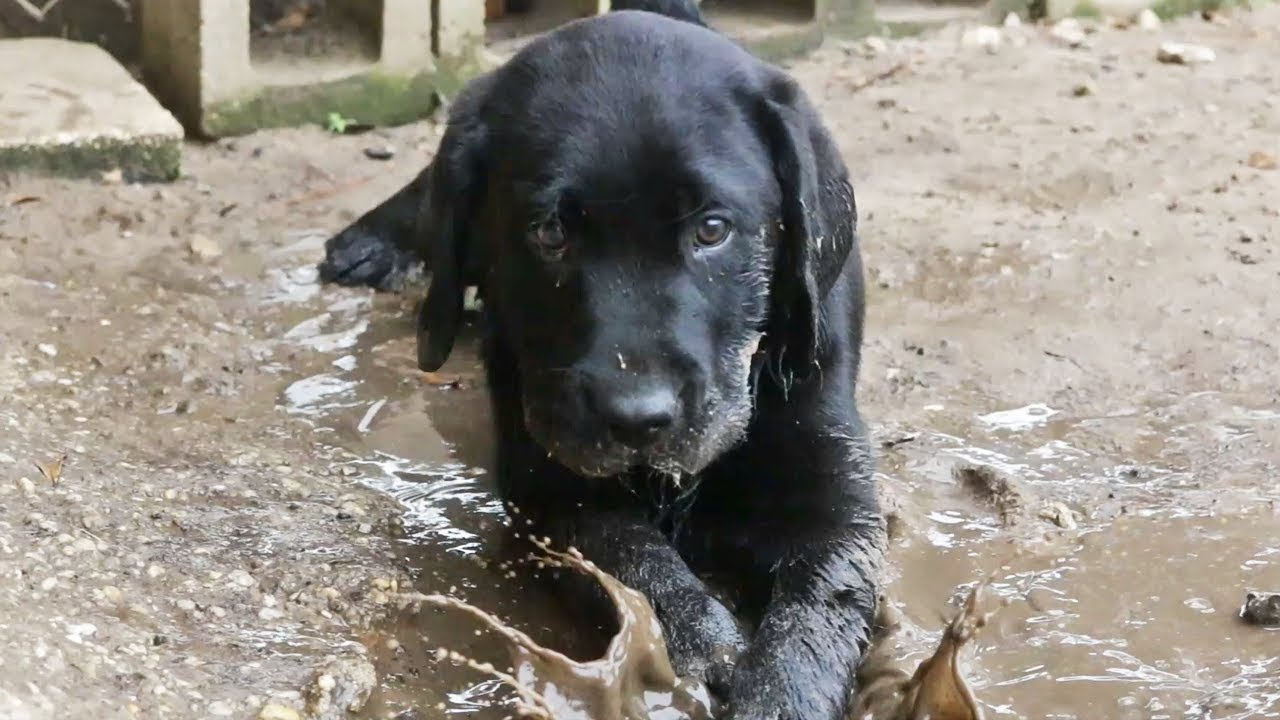 3 Month Old Labrador Retriever Puppy Finds a Mud Puddle - YouTube