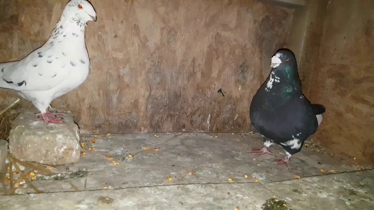 Porumbei, noutăți si ceva in descriere - YouTube