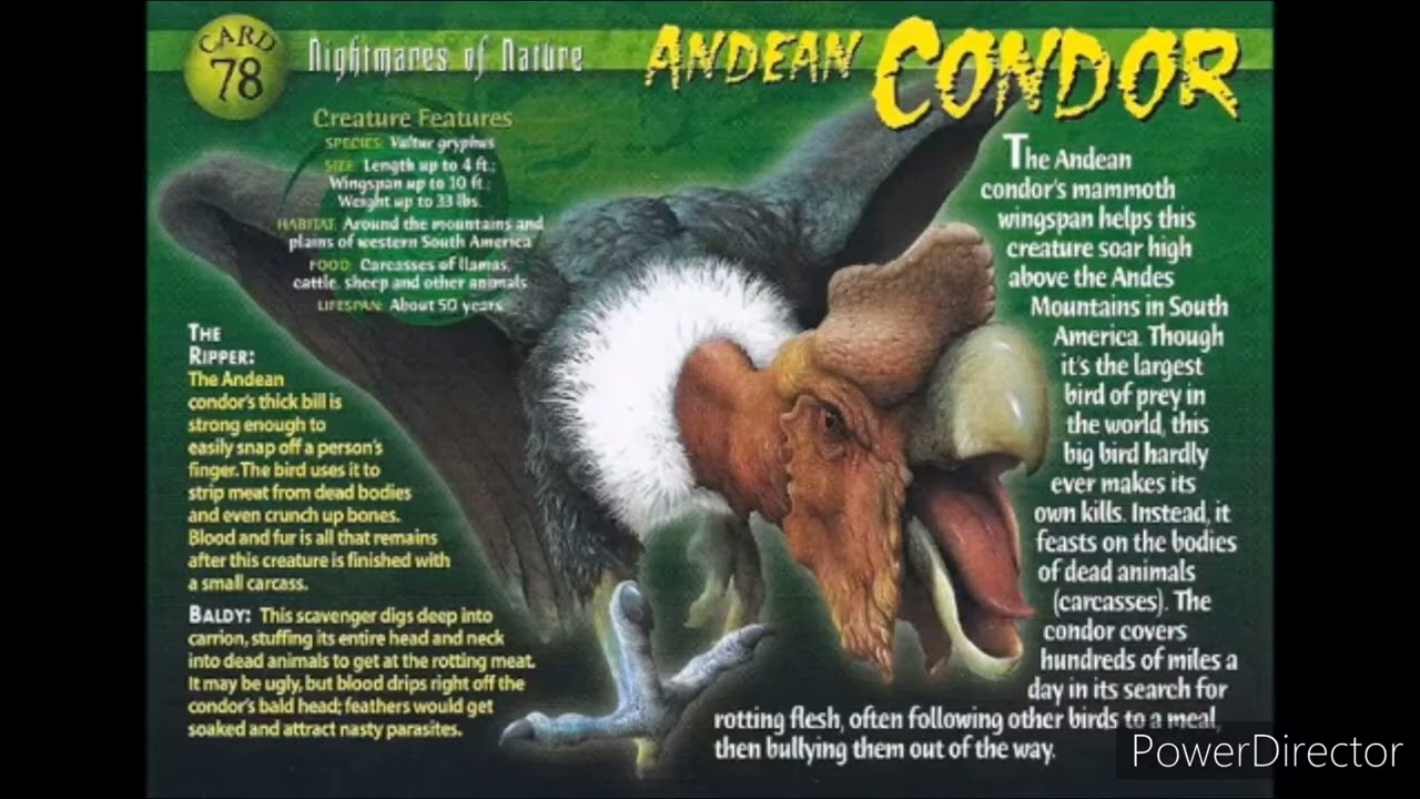 Andean condor sound effects - YouTube