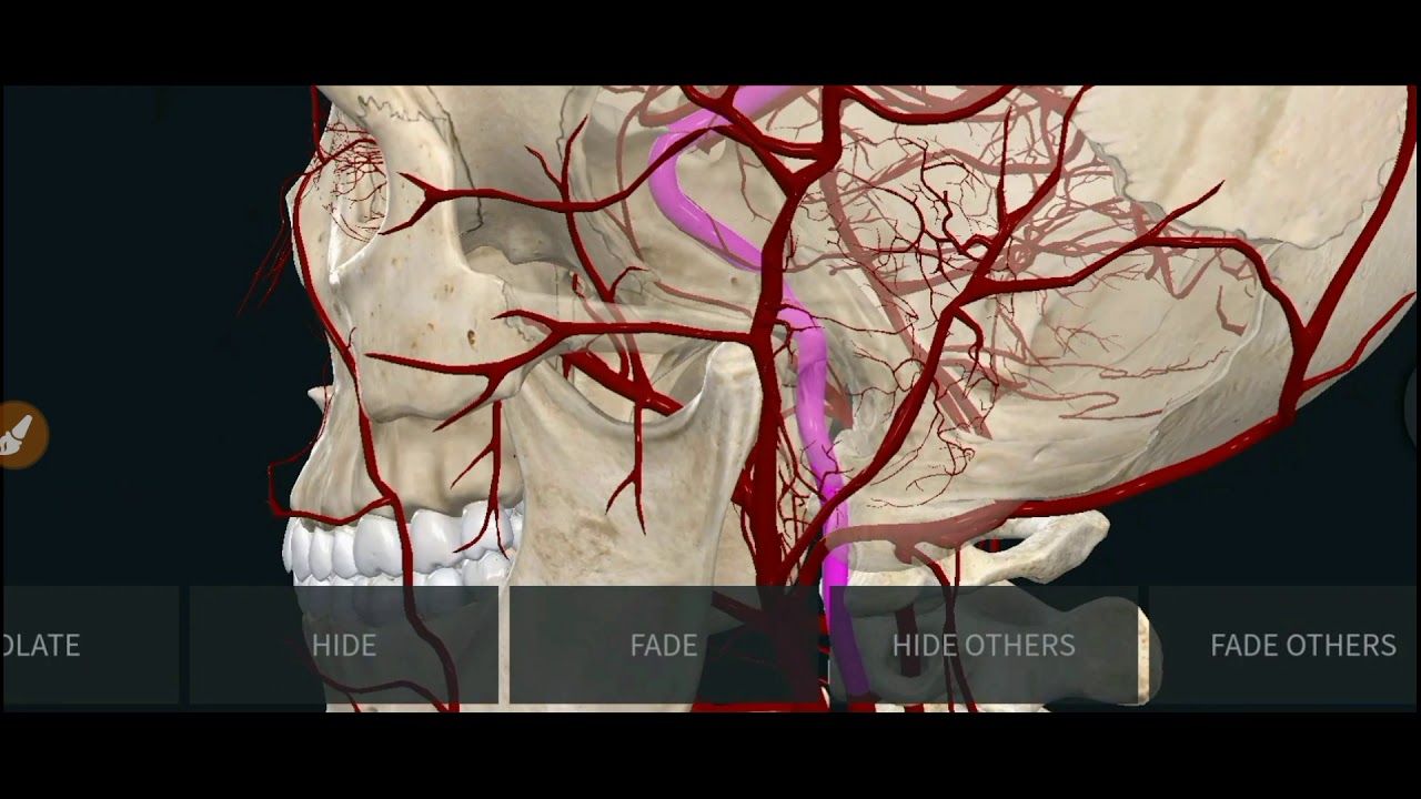 Internal carotid artery - Origin, parts, course, relations and branches ...