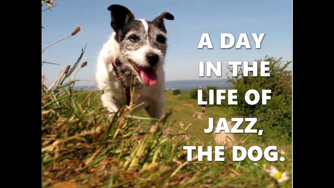 A Day in the Life of Jazz, the Dog - YouTube