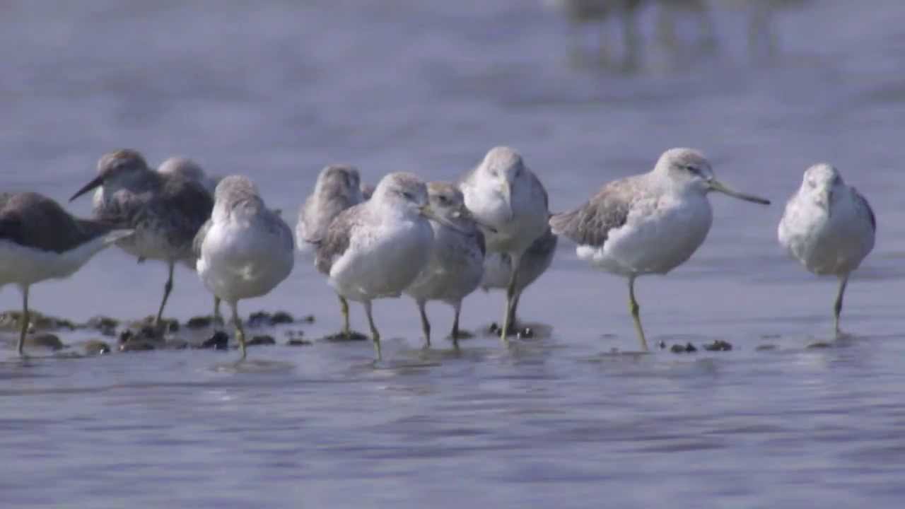 Nordmann's Greenshank (Tringa guttifer) - YouTube