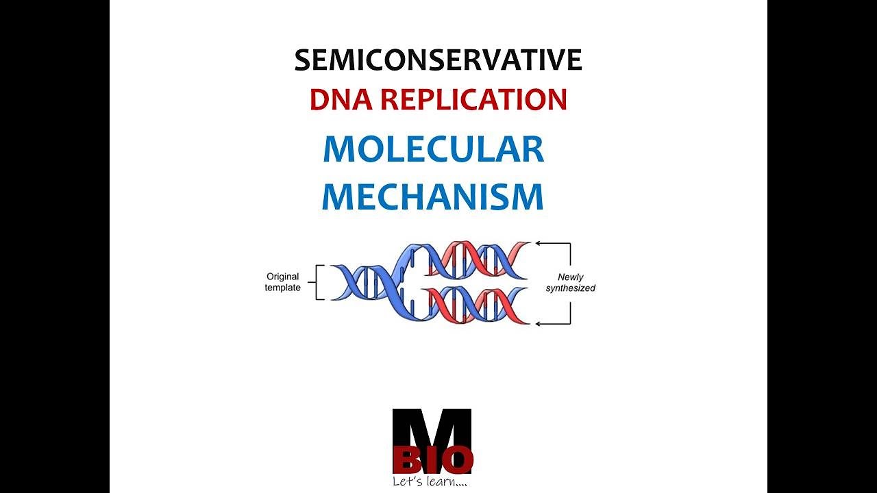 SEMICONSERVATIVE DNA REPLICATION MOLECULAR MECHANISM - YouTube