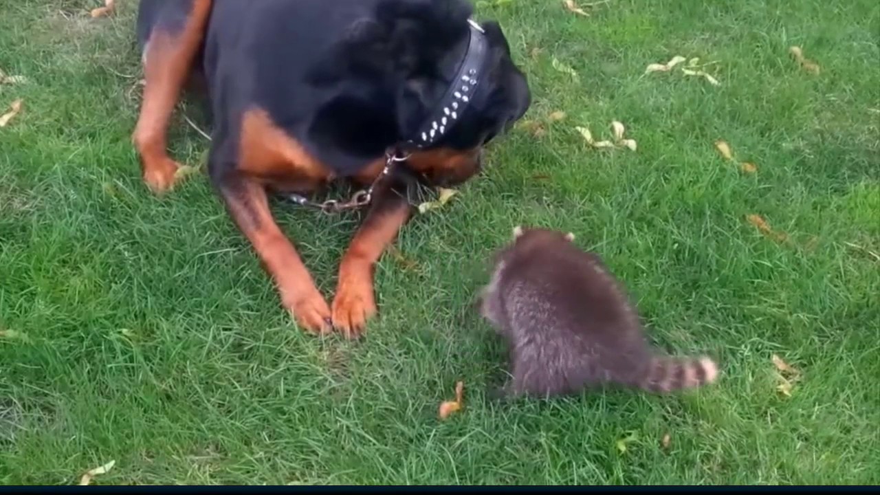Raccoon and Dog are Friends 💖 - YouTube