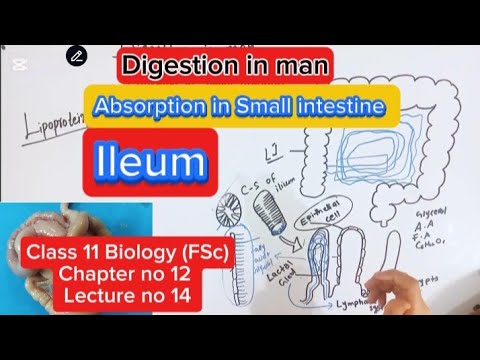 Absorption in small intestine|Absorption in ileum|Digestion in man ...