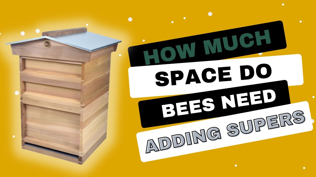 When To Add A Super To My Beehive - YouTube