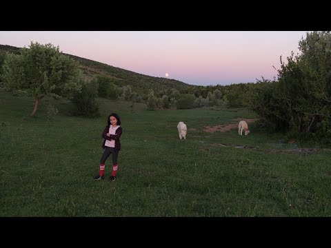 Kangal1 ve akbaş çoban köpekleri  shepherd dogs