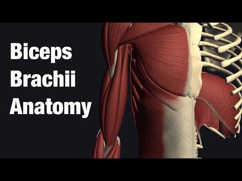 Anatomy and function of biceps brachii (English) - YouTube