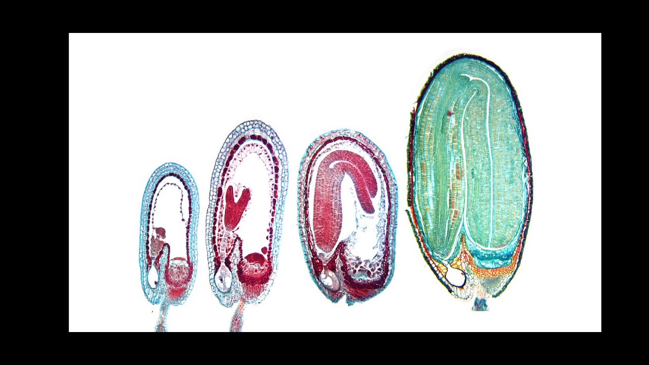 Class XII embryogeny in plant - YouTube