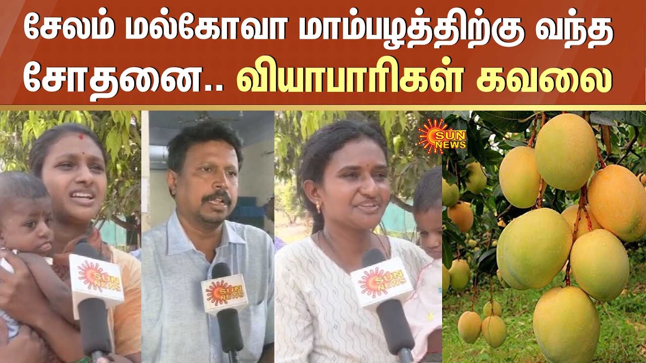 Salem Mango | சேலம் மல்கோவா மாம்பழத்திற்கு வந்த சோதனை | வியாபாரிகள் ...