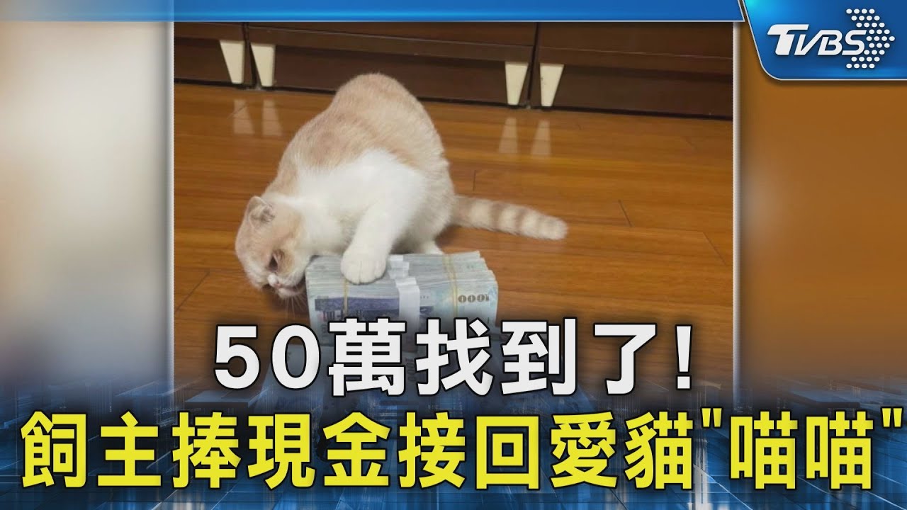 50萬找到了! 飼主捧現金接回愛貓「喵喵」｜TVBS新聞 @TVBSNEWS02 - YouTube
