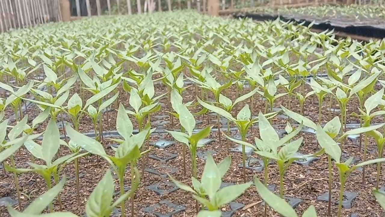 Part 3 Paano Mag Alaga ng Punla_# complete guide_ #atsal farming_# ...