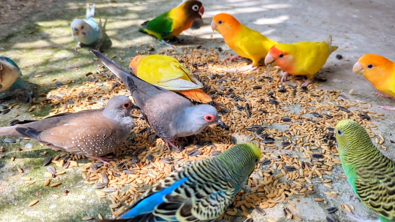 Birds feeding Together on the Ground - So peaceful Birds sounds, So ...