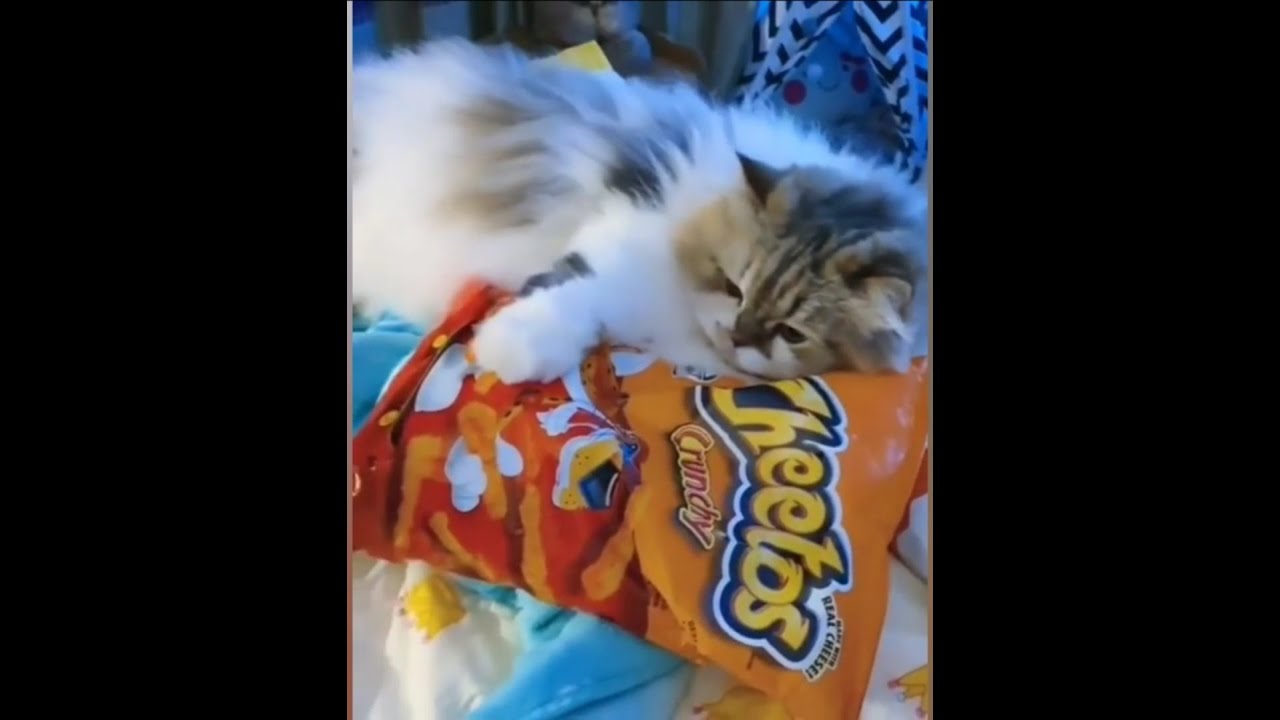 Crazy Cat 😹 Cute and Funny Cat Videos!😸 Funny baby cat 2021 - YouTube