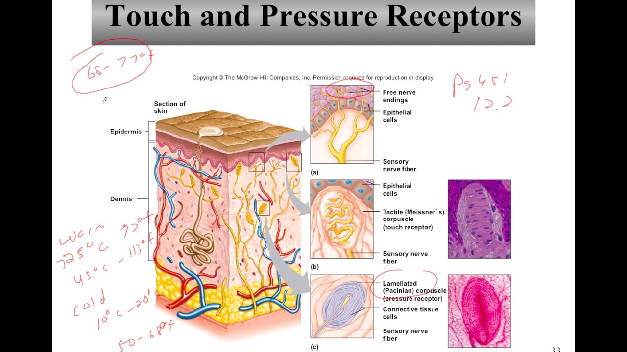 PNS Part 3 - YouTube
