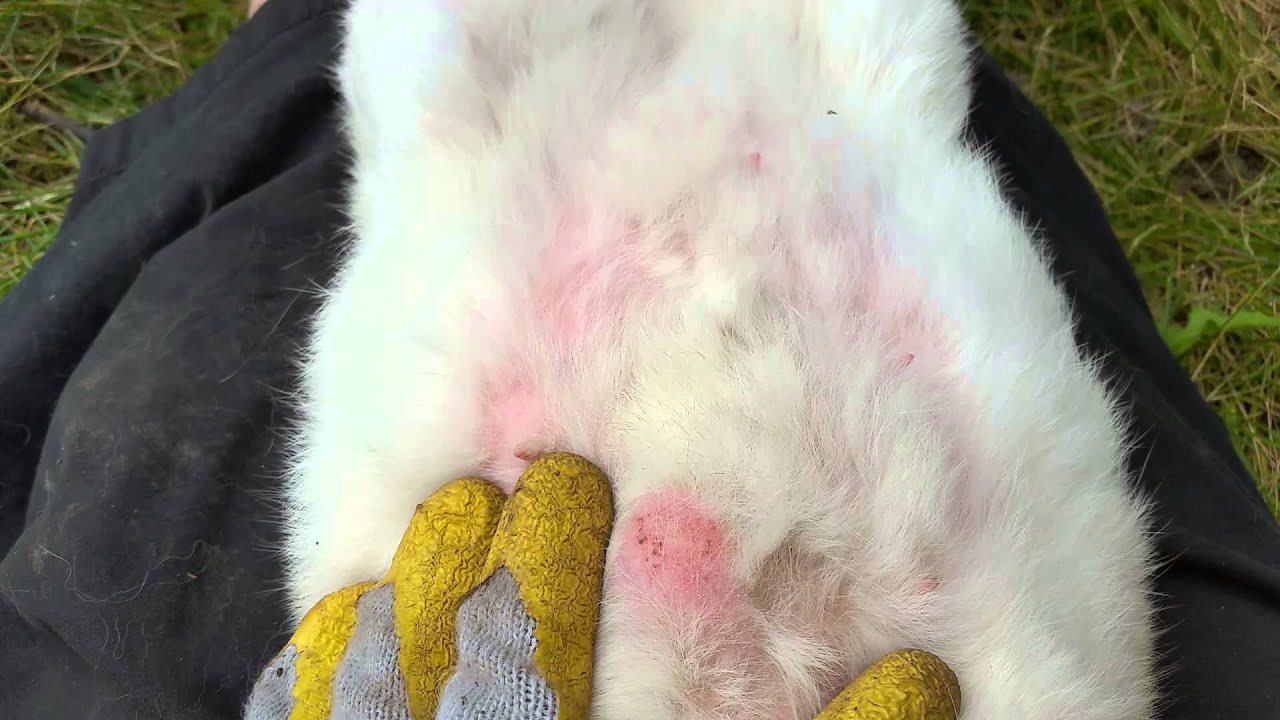 Is this mastitis or an abscess? - YouTube