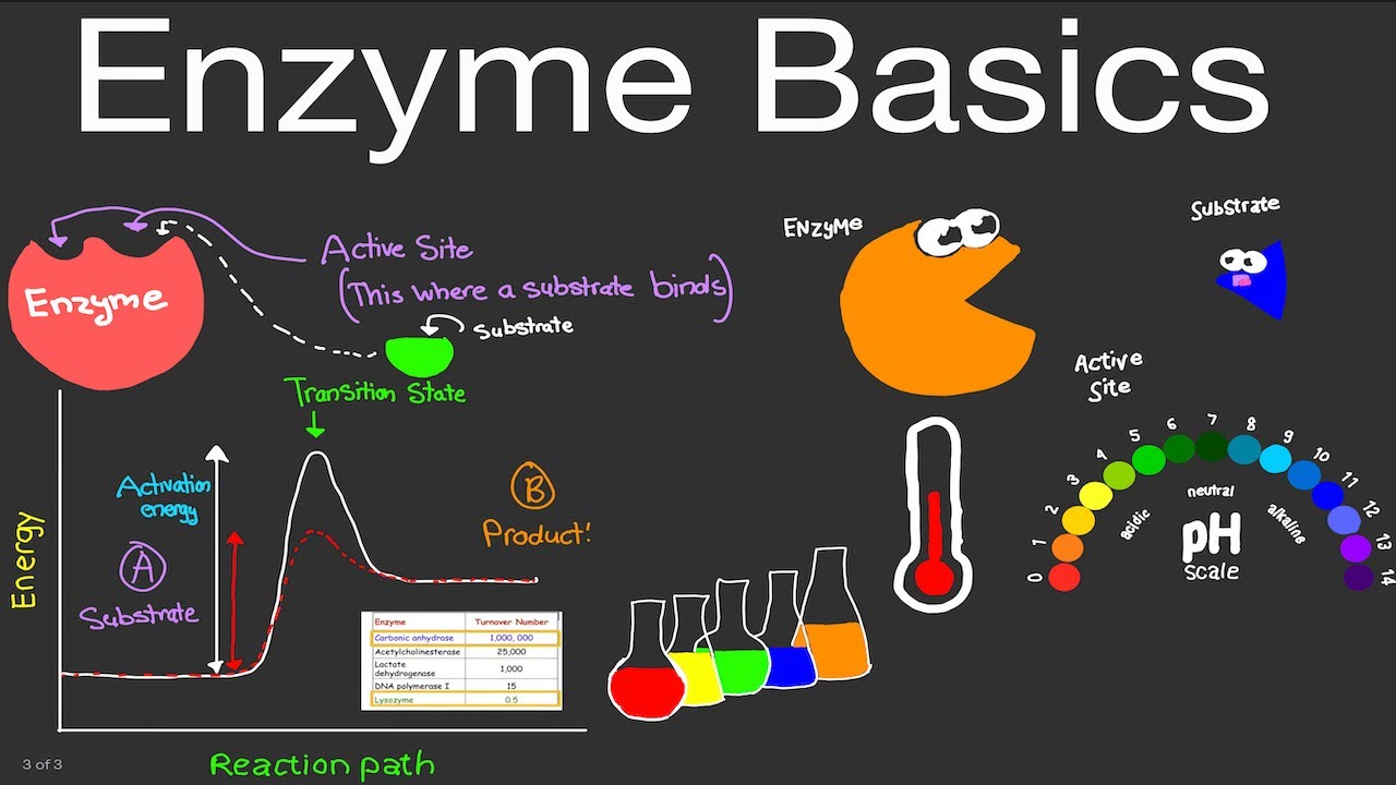 Biochemistry Enzyme Basics (Overview of Enzymes) - YouTube