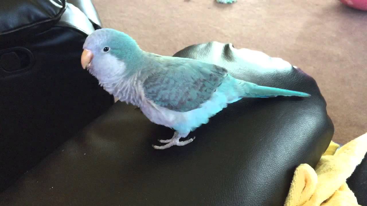 Kiki the Quaker Parrot Reggae Dance Compilation - YouTube