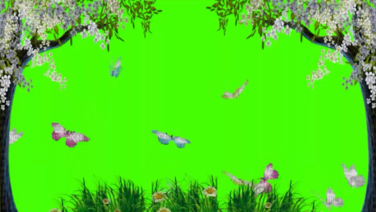 Beautiful Butterfly Flying Green Screen Effects Hd Vfx - YouTube